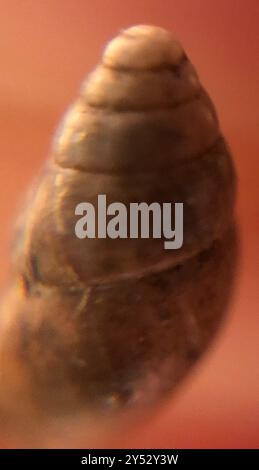 Pillars (Cochlicopa) Mollusca Stock Photo - Alamy