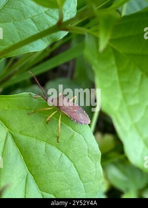 Box Bug (Gonocerus acuteangulatus) Insecta Stock Photo - Alamy