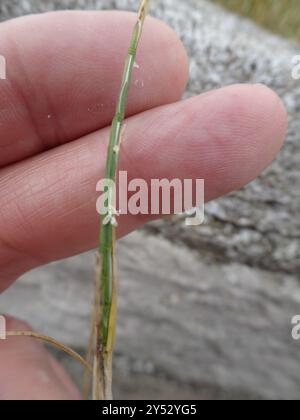 Hard-grass (Parapholis strigosa) Plantae Stock Photo - Alamy