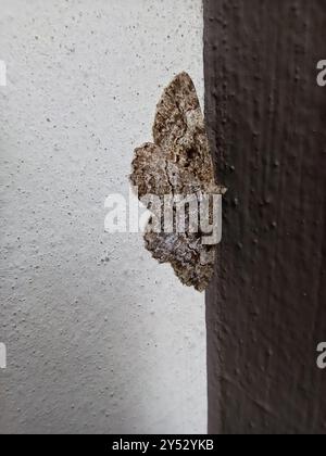 Mottled Beauty (Alcis repandata) Insecta Stock Photo - Alamy
