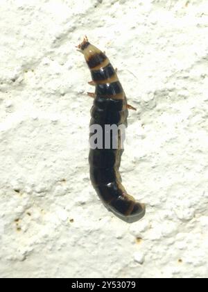Glowworm Beetles (Phengodidae) Insecta Stock Photo - Alamy