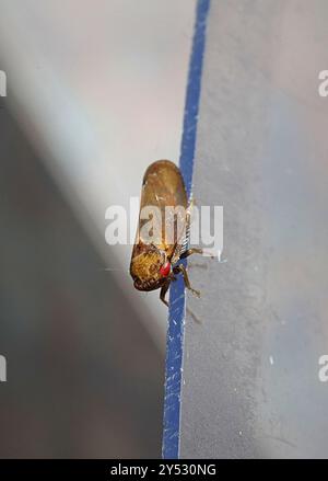 oak leafhopper (Iassus lanio) Insecta Stock Photo - Alamy