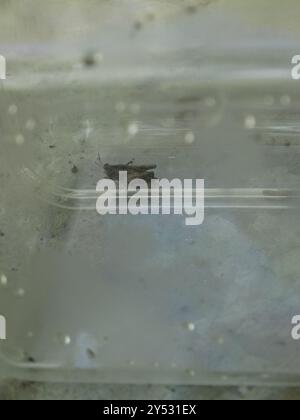 Common Groundhopper (Tetrix undulata) Insecta Stock Photo - Alamy