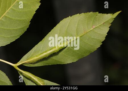 Ash Midrib Gall Midge (Dasineura fraxini) Insecta Stock Photo - Alamy