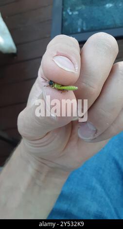 Dawson's Spur-throat Grasshopper (Melanoplus dawsoni) Insecta Stock ...