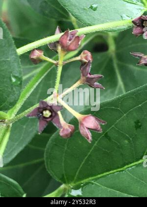 black swallow-wort (Vincetoxicum nigrum) Plantae Stock Photo - Alamy