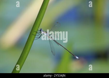 Swamp Spreadwing (Lestes vigilax) Insecta Stock Photo - Alamy