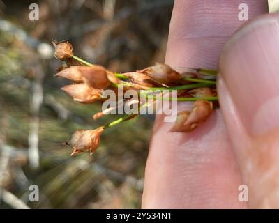 sandyfield beaksedge (Rhynchospora megalocarpa), Plantae, United States ...