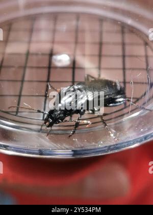 (Abax parallelepipedus) Insecta Stock Photo - Alamy