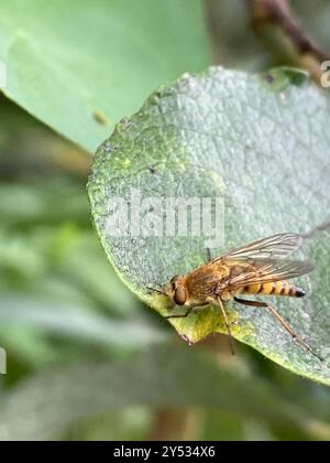 Common Stiletto (Thereva nobilitata) Insecta Stock Photo - Alamy