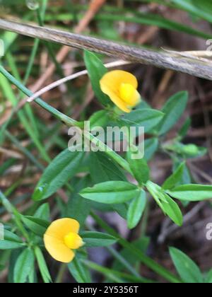 sidebeak pencilflower (Stylosanthes biflora) Plantae Stock Photo - Alamy