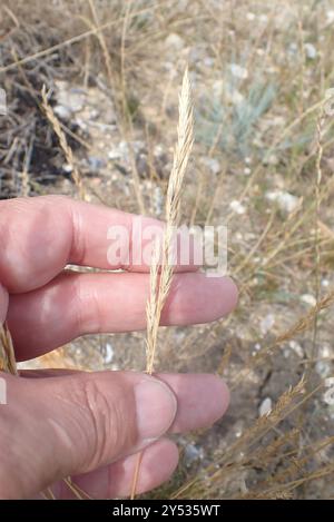 Salt Grass (Puccinellia) Plantae Stock Photo - Alamy