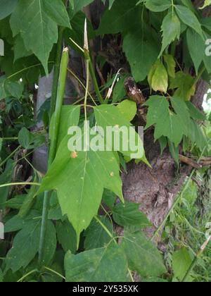 box elder (Acer negundo) Plantae Stock Photo - Alamy