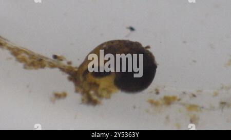 Hydrobiid Mud Snails (Hydrobiidae) Mollusca Stock Photo - Alamy