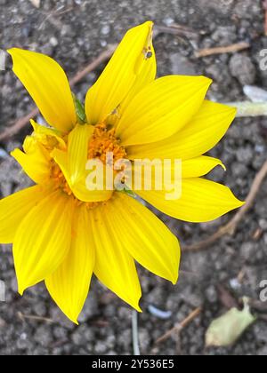 Trailing Treasureflower (Gazania rigens) Plantae Stock Photo - Alamy