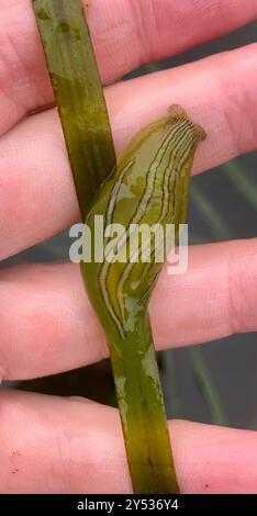 Taylor's Seahare (Phyllaplysia taylori) Mollusca Stock Photo - Alamy