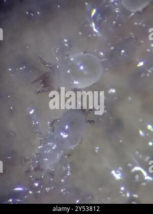 Mold Mite (Tyrophagus putrescentiae) Arachnida Stock Photo - Alamy