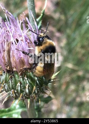 Two-form Bumble Bee (Bombus bifarius) Male foraging in Goldenrod ...
