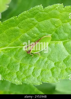 Two-striped Planthopper (Acanalonia bivittata) Insecta Stock Photo - Alamy