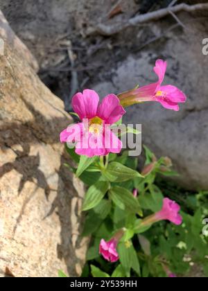 Lewis' monkeyflower (Erythranthe lewisii) Plantae Stock Photo - Alamy