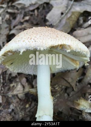Carrot-Footed Lepidella (Amanita daucipes) Fungi Stock Photo - Alamy