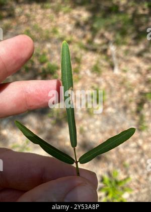 Pine Barren Ticktrefoil (Desmodium strictum) Plantae Stock Photo - Alamy