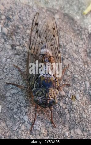 Ash Cicada (Cicada orni) Insecta Stock Photo - Alamy