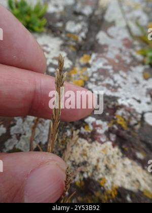 Sea Fern-grass (Catapodium marinum) Plantae Stock Photo - Alamy