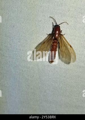 (Labidus coecus) Insecta Stock Photo - Alamy