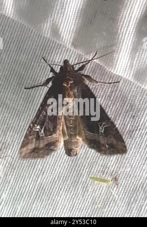 Kidney-spotted Rustic Moth (Helotropha reniformis) Insecta Stock Photo ...