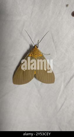 Tropical Tiger Moth (Asota caricae) Insecta Stock Photo - Alamy