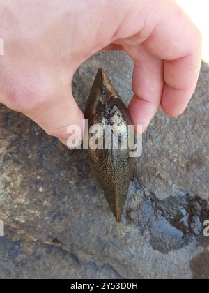Giant Floater (Pyganodon grandis) Mollusca Stock Photo - Alamy