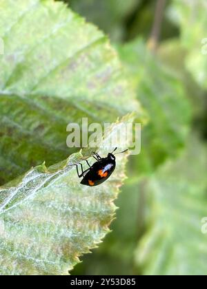Orange-spotted Scaphidium (Scaphidium quadrimaculatum) Insecta Stock ...