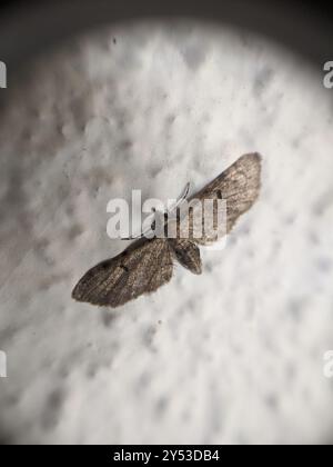 Common Eupithecia Moth (Eupithecia miserulata), Insecta, River Rd ...