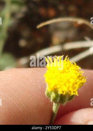 inyo rockdaisy (Perityle inyoensis) Plantae Stock Photo - Alamy