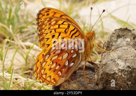 Aphrodite Fritillary (Argynnis aphrodite) Insecta Stock Photo - Alamy