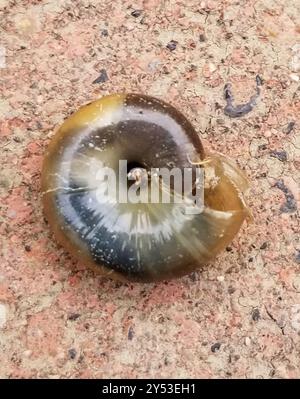 Typical Glass Snails (Oxychilus) Mollusca Stock Photo - Alamy