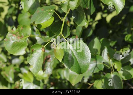 Italian alder (Alnus cordata) Plantae Stock Photo - Alamy