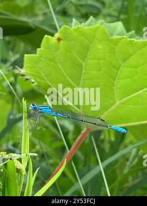 Azure Bluet (Enallagma aspersum) Insecta Stock Photo - Alamy