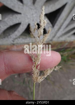 water beard grass (Polypogon viridis) Plantae Stock Photo - Alamy