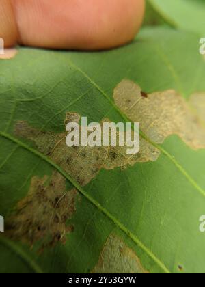 Oak Skeletonizer Moth (Bucculatrix ainsliella) Insecta Stock Photo - Alamy