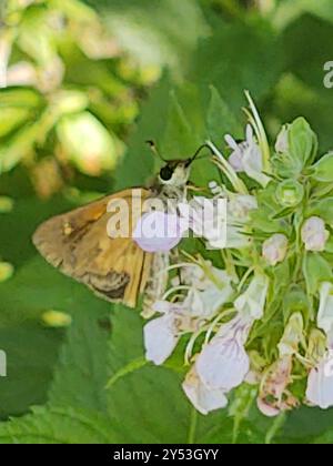 Broad-winged Skipper (Poanes viator) Insecta Stock Photo - Alamy