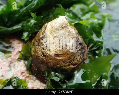 Whitecap Limpet (Acmaea mitra) Mollusca Stock Photo - Alamy