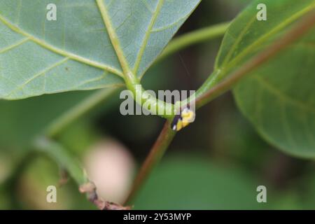Mexican Treehopper (Membracis mexicana) Insecta Stock Photo - Alamy
