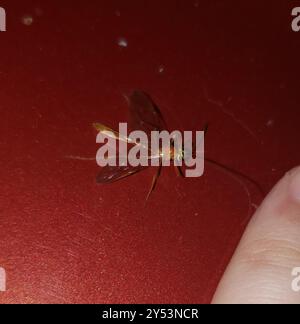 Short-tailed Ichneumonid Wasps (Ophioninae) Insecta Stock Photo - Alamy