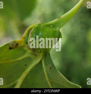 Poplar Leaf-base Gall (Pemphigus populicaulis) Insecta Stock Photo - Alamy