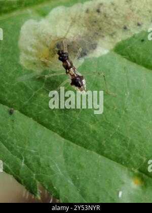 Damsel Bugs (Nabidae) Insecta Stock Photo - Alamy