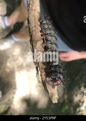 Buck Moth (Hemileuca maia) Insecta Stock Photo - Alamy