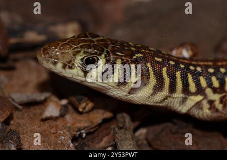 Spotted Sandveld Lizard (Nucras intertexta) Reptilia Stock Photo - Alamy