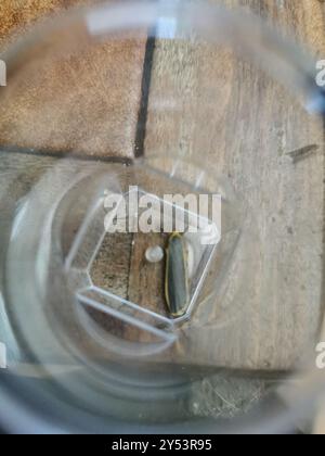 Common Footman (Eilema lurideola) Insecta Stock Photo - Alamy